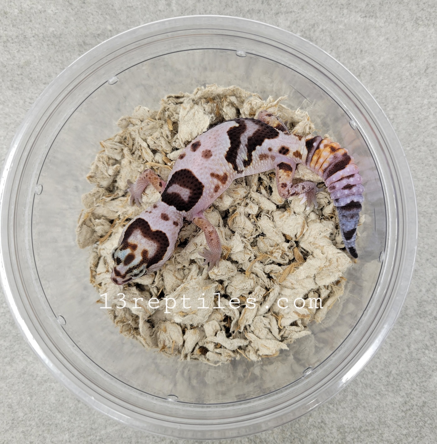 White Out Het 66% Amelanistic & Oreo African Fat-Tailed Gecko by 13 ...