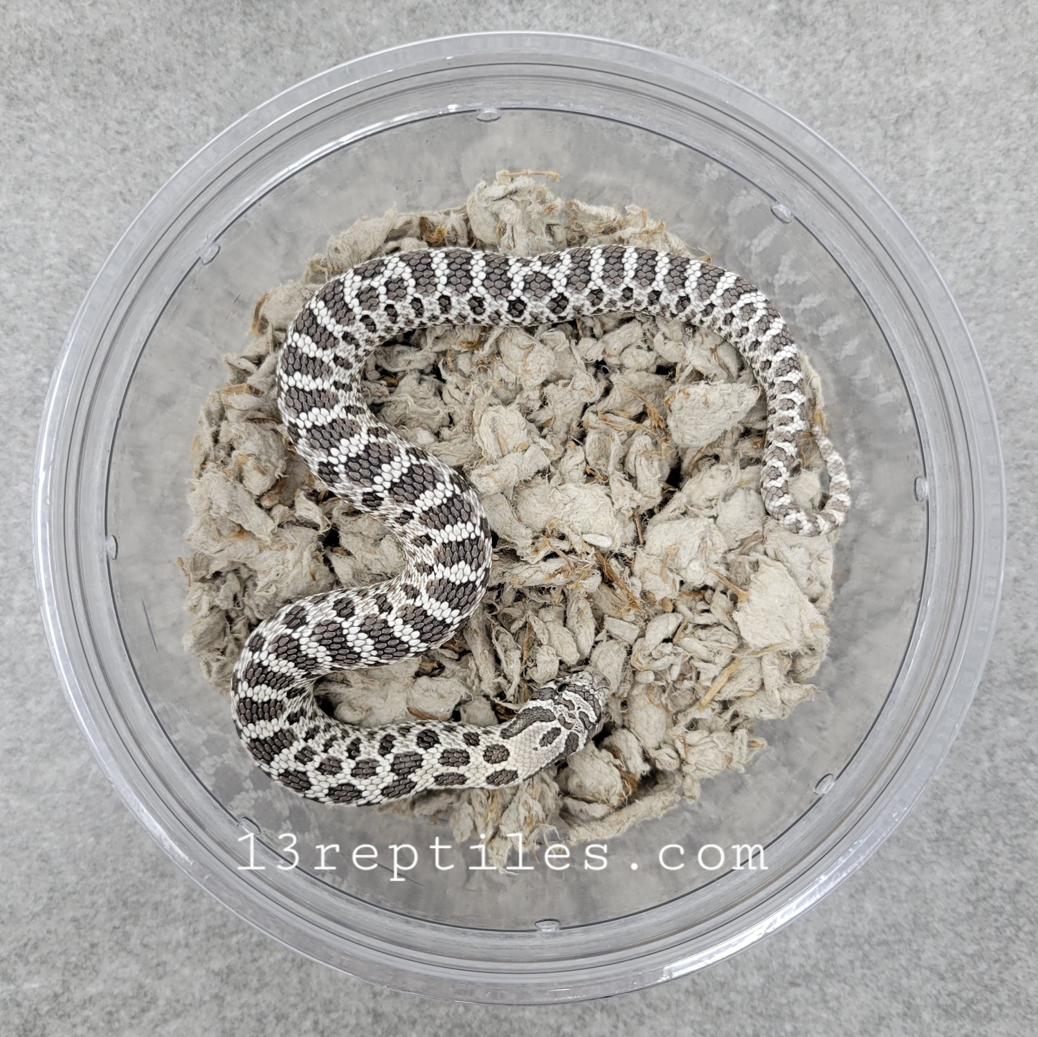 Axanthic Het 100% Snow Western Hognose by 13 Reptiles - MorphMarket