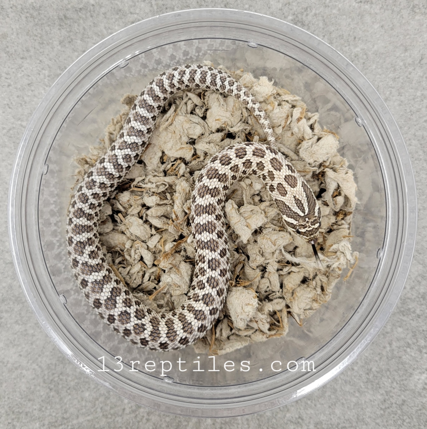 Axanthic Het 100% Snow Western Hognose by 13 Reptiles - MorphMarket