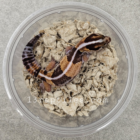 Normal Het 66% Amelanistic & Patternless African Fat-Tailed Gecko by 13 ...