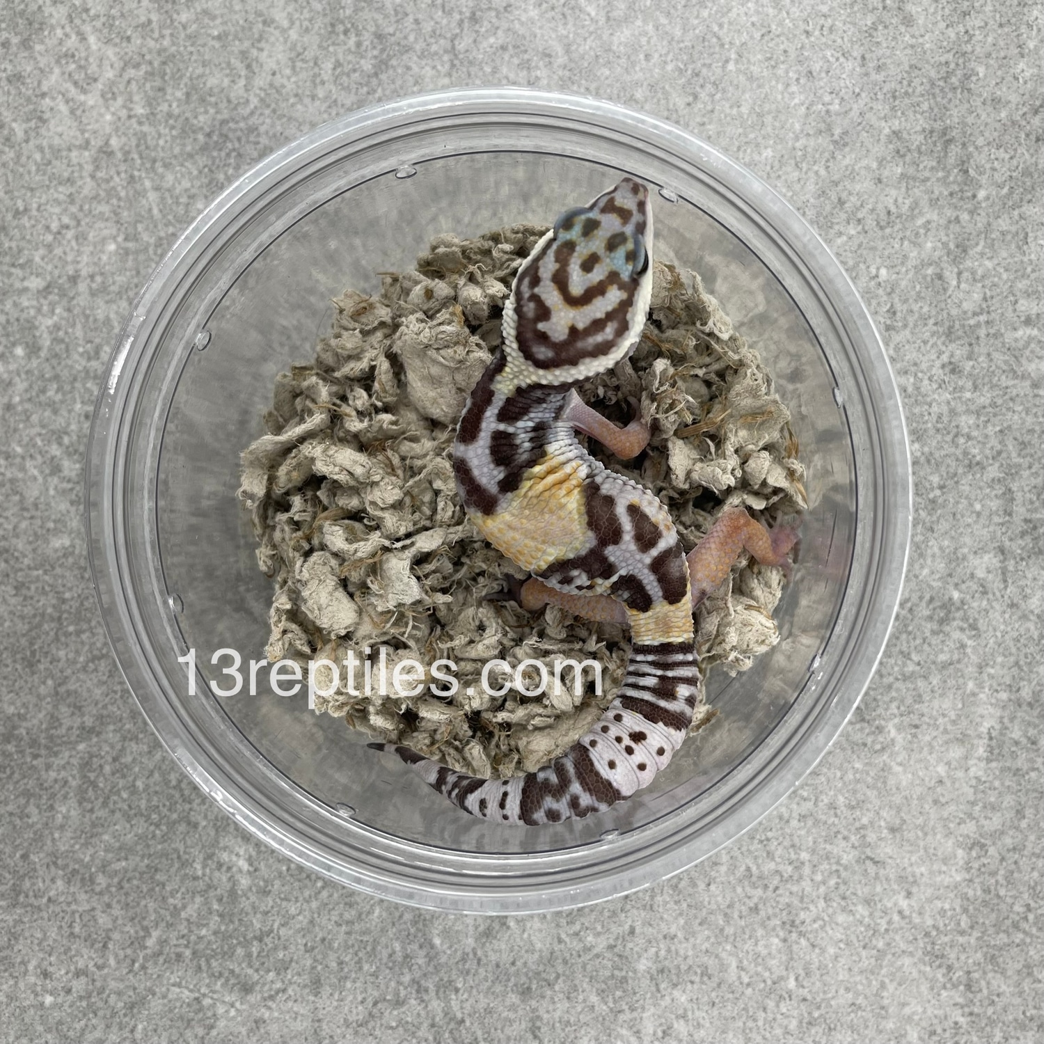 Eublepharis Hardwickii Leopard Gecko by 13 Reptiles - MorphMarket