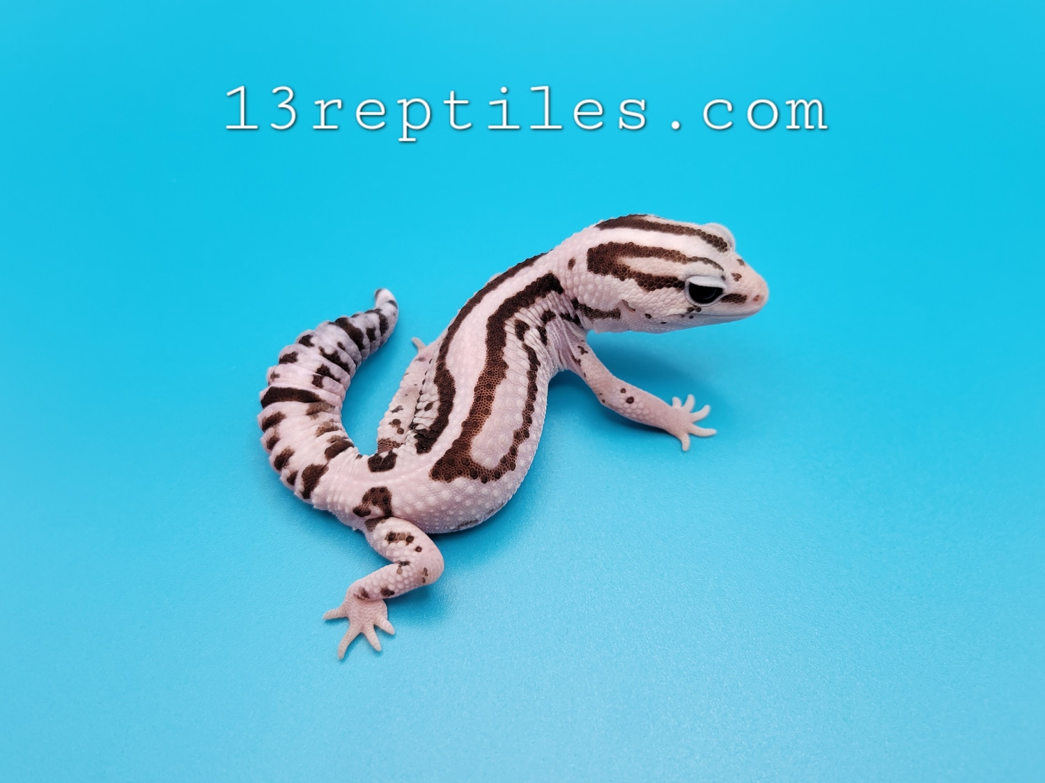 White Out Oreo Zero Het 100% Patternless African Fat-Tailed Gecko by 13 ...