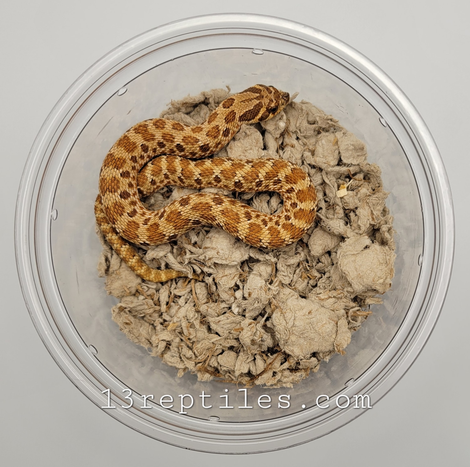 Normal Het 100% Lavender Western Hognose by 13 Reptiles - MorphMarket