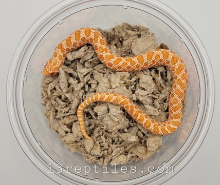 Normal Het 100% Lavender Western Hognose by 13 Reptiles - MorphMarket