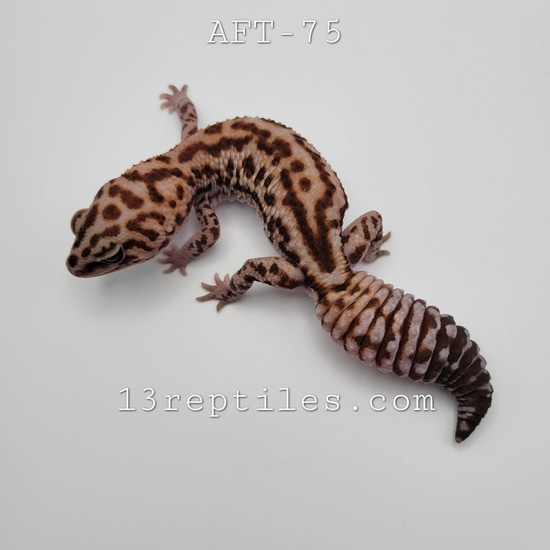 White Out Patternless African Fat-Tailed Gecko by 13 Reptiles