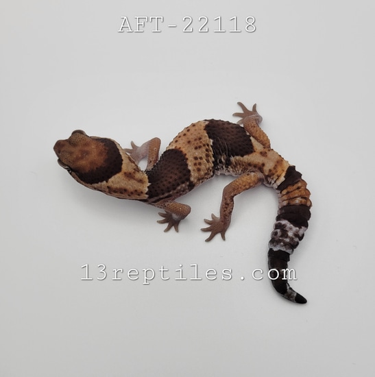 Normal Het 66% Amelanistic & Oreo African Fat-Tailed Gecko by 13 Reptiles