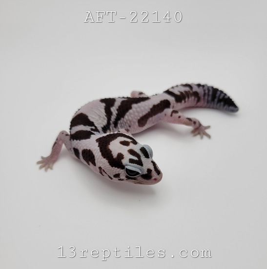 White Out Oreo Het 100% Patternless PH Ghost African Fat-Tailed Gecko ...