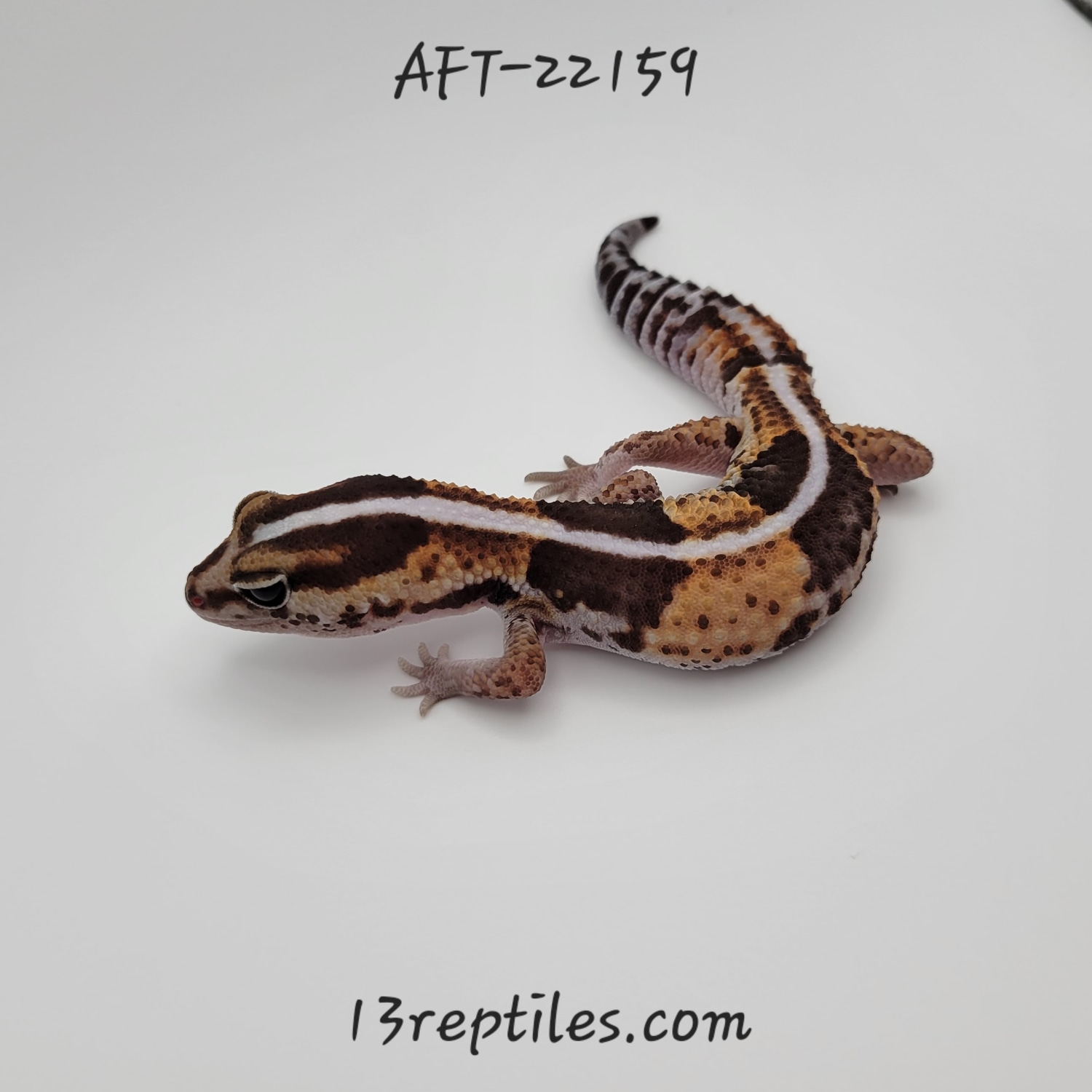 Normal Het 66% Amelanistic & Patternless African Fat-Tailed Gecko by 13 ...