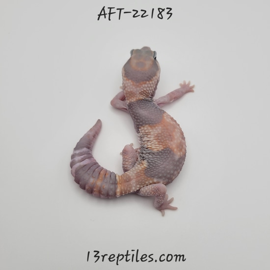 Ghost African Fat-Tailed Gecko by 13 Reptiles