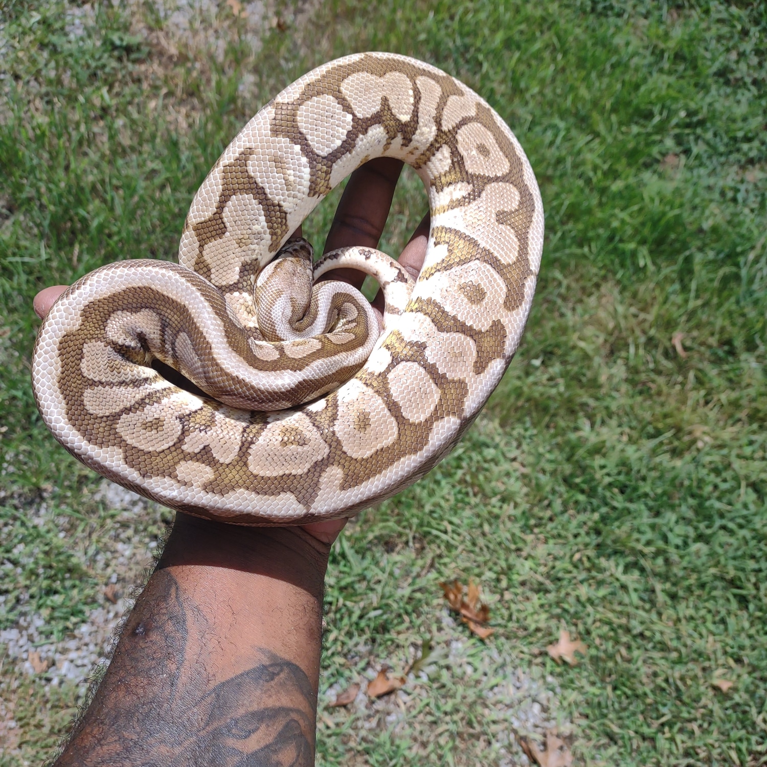 Super Spotnose Mojave Ball Python by Innovation Reptiles - MorphMarket