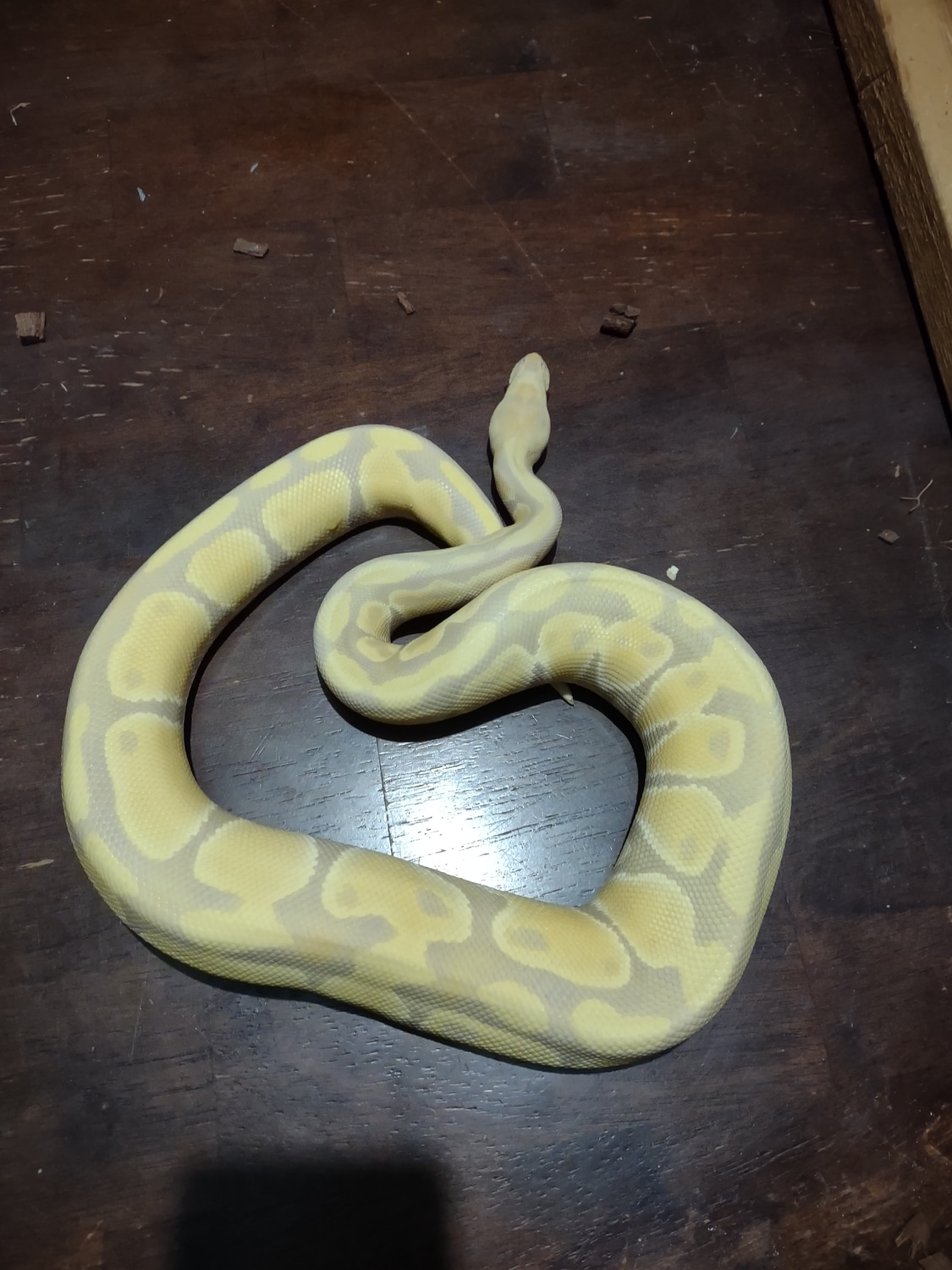 Candy Ball Python by Innovation Reptiles - MorphMarket