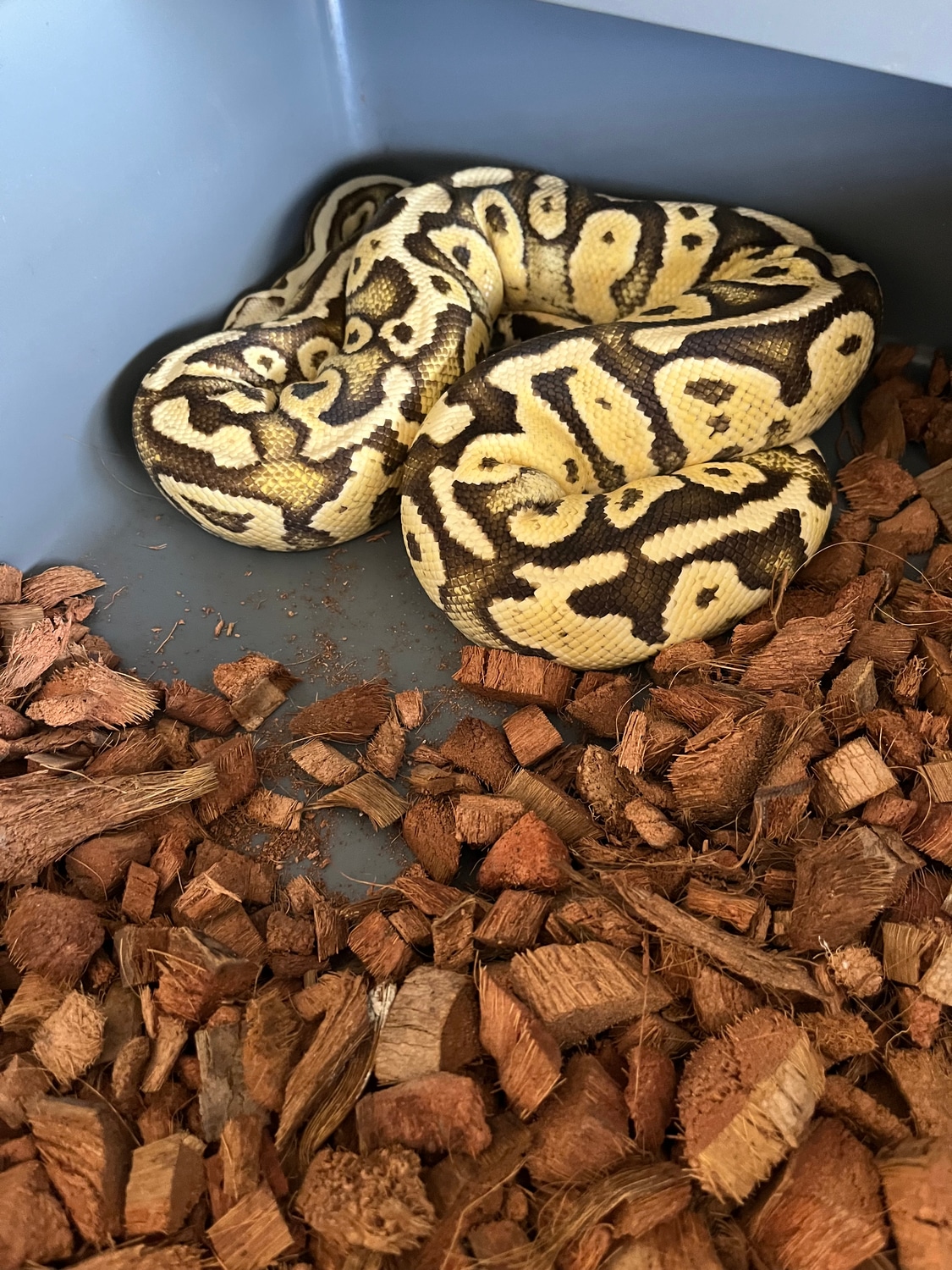 Firefly Het Clown Ball Python by Amana Pythons - MorphMarket
