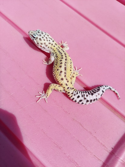 Lavender Mack Snow Stripe Het Tremper Albino Possible Het Eclipse ...