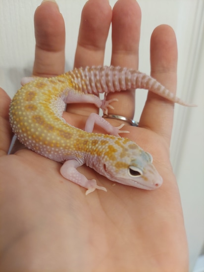 Mack Snow Eclipse Tremper Leopard Gecko by Molly's Leopard Geckos