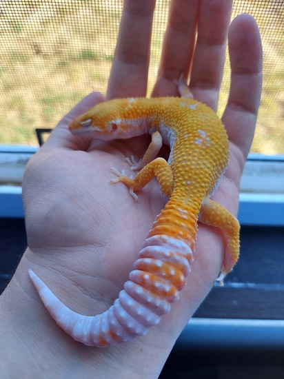 Blood Tremper Albino Leopard Gecko by Molly's Leopard Geckos