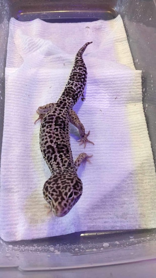 Mac Snow Leopard Gecko by Stevens Reptile Barn