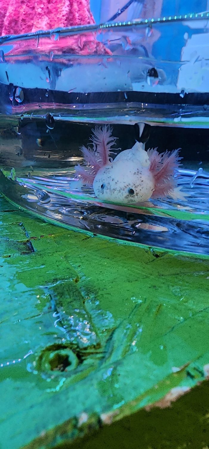 Derty Leucistic Het Albino Het Golden Albino Axolotl by The Walking ...