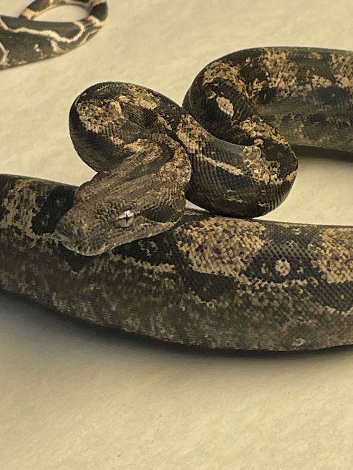 IMG Anery 100%Kahl Boa Constrictor by Reptile Therapy - MorphMarket