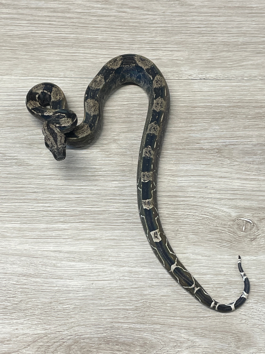 IMG Anery Het Kahl Boa Constrictor by Reptile Therapy - MorphMarket