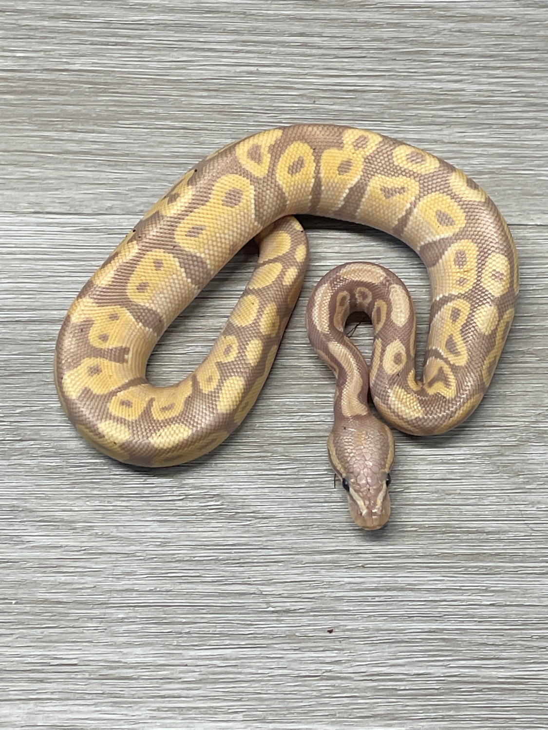 Coral Glow Het Lavender Albino 66% Pied Ball Python by Reptile Therapy ...