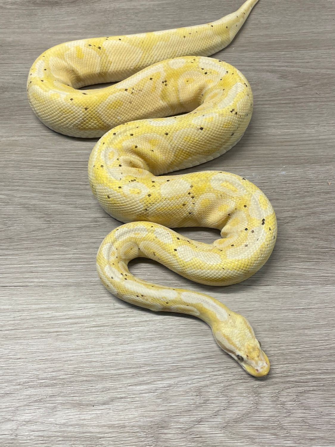 Pastel Coral Glow Ball Python by Reptile Therapy - MorphMarket