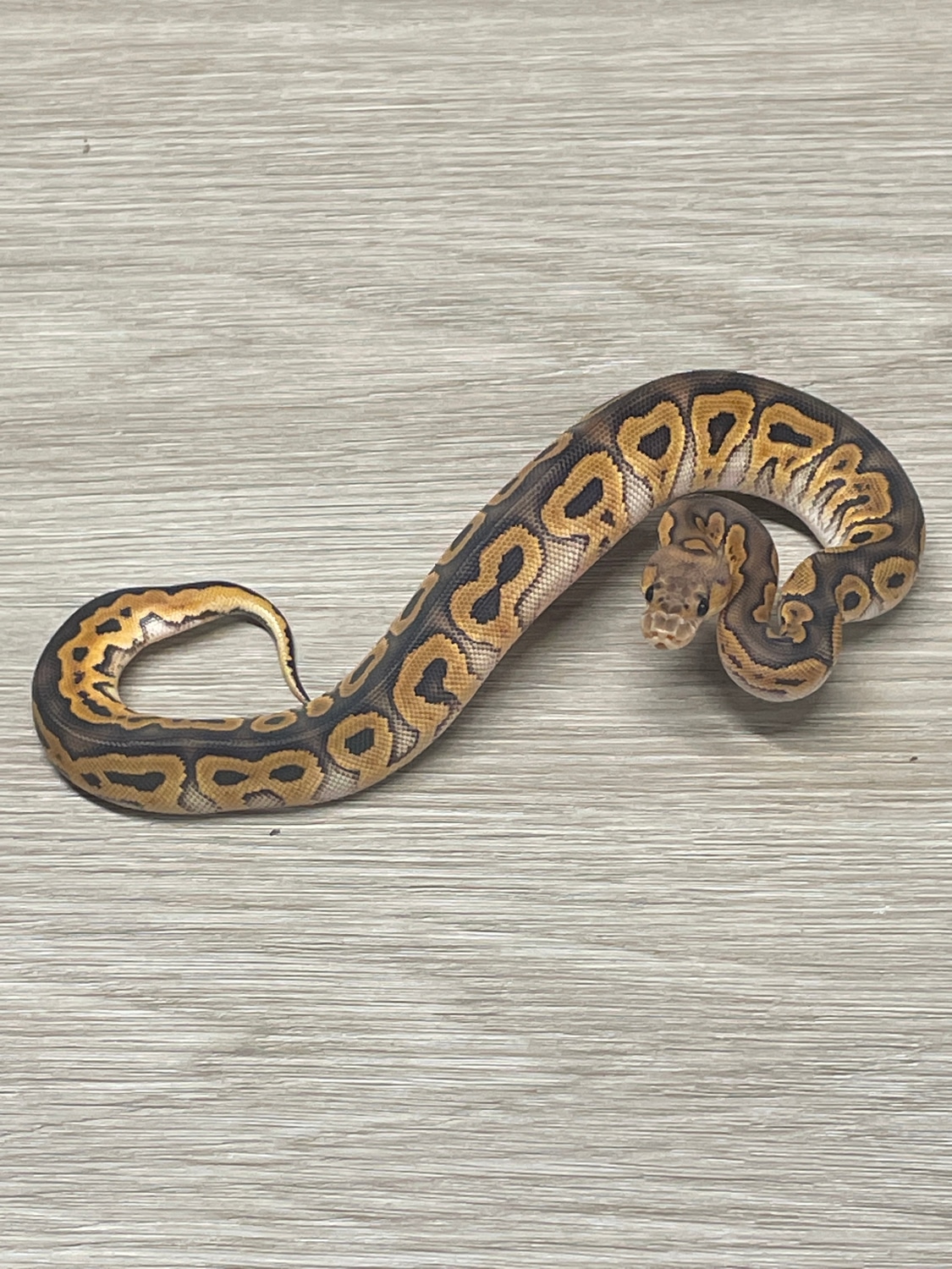 Black Pastel Clown 50% Het Hypo Ball Python by Reptile Therapy ...