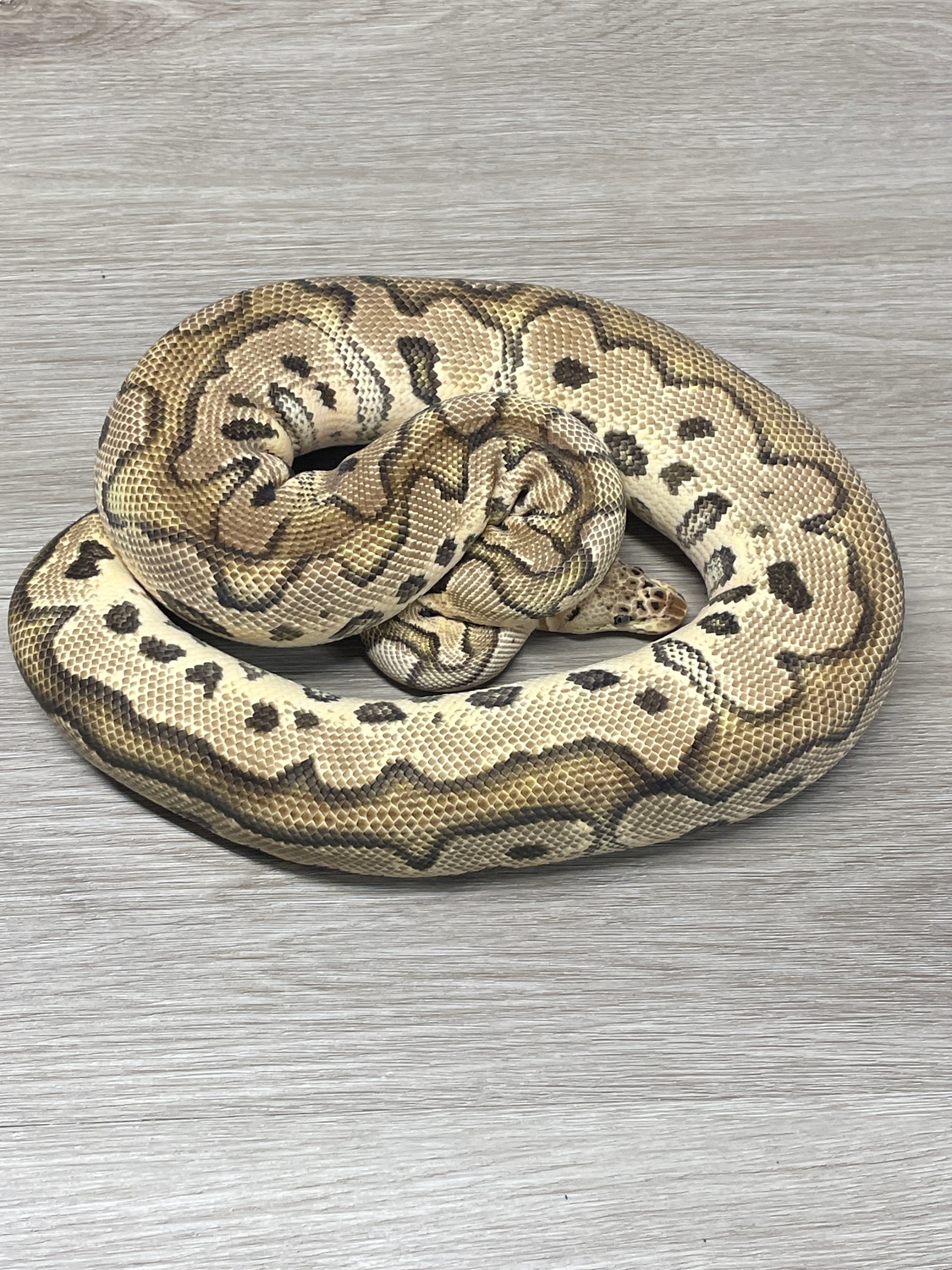 Pastel Clown Ball Python by Reptile Therapy - MorphMarket