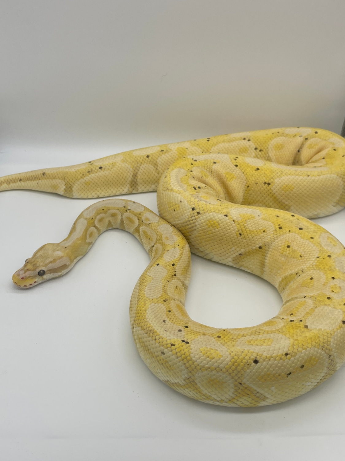 Pastel Coral Glow Ball Python by Reptile Therapy - MorphMarket