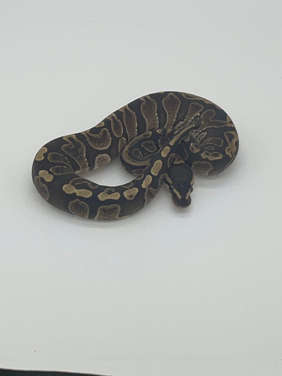 GHI Het Pied Ball Python by Reptile Therapy - MorphMarket