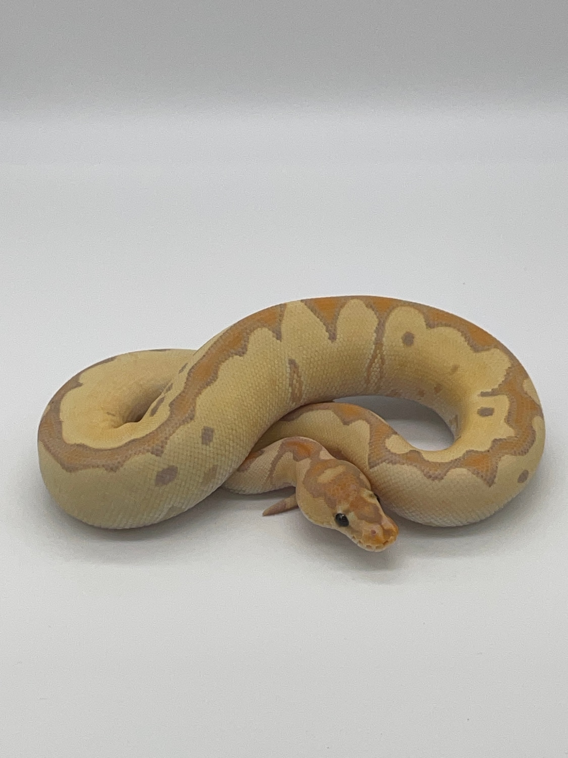 Coral Glow Clown 66%Het Hypo Ball Python by Reptile Therapy - MorphMarket