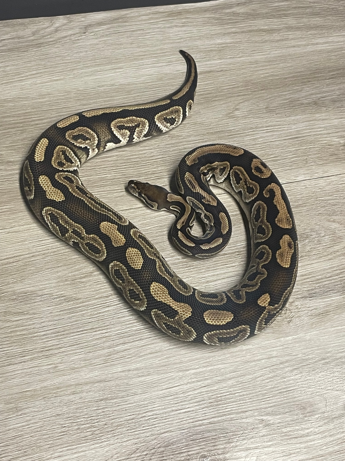 Black Pastel Het Clown Het Hypo Ball Python by Reptile Therapy ...