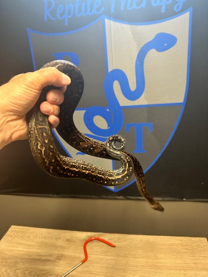 Leopard Boa Boa Constrictor by Reptile Therapy