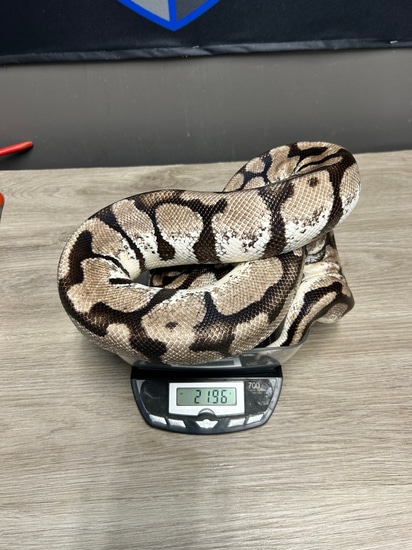 2016 Proven Female Super Pastel Enchi TSK Axanthic Ball Python by ...