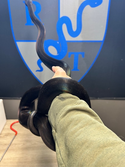 2020 Male IMG Anery Motley 50% Het Kahl Boa Constrictor by Reptile Therapy