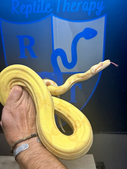 2018 Proven Male Kahl Sunglow Boa Constrictor by Reptile Therapy