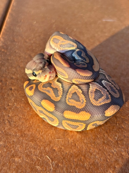 Hypo Black Pastel Het Clown Ball Python by Reptile Therapy