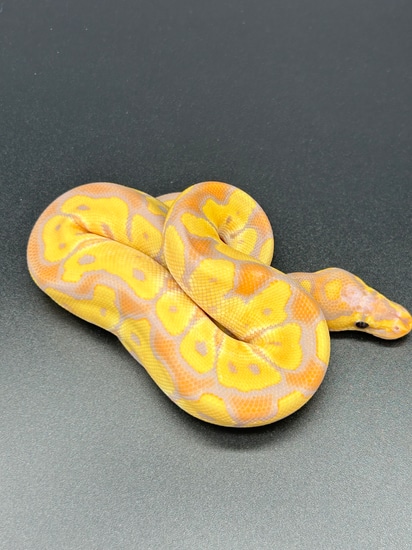 Coral Glow Clown 66%Het Hypo Ball Python by Reptile Therapy