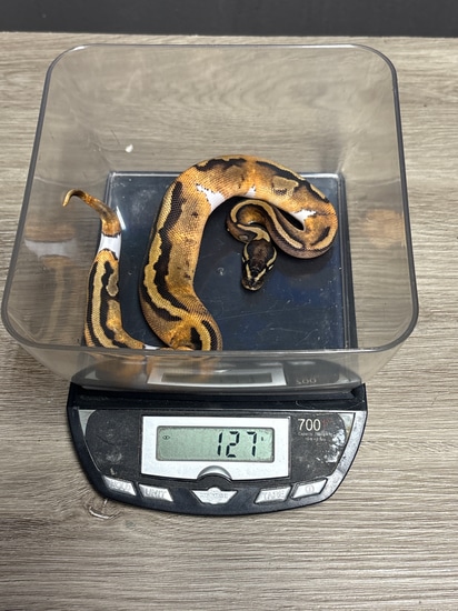 Fire Pied Ball Python by Reptile Therapy