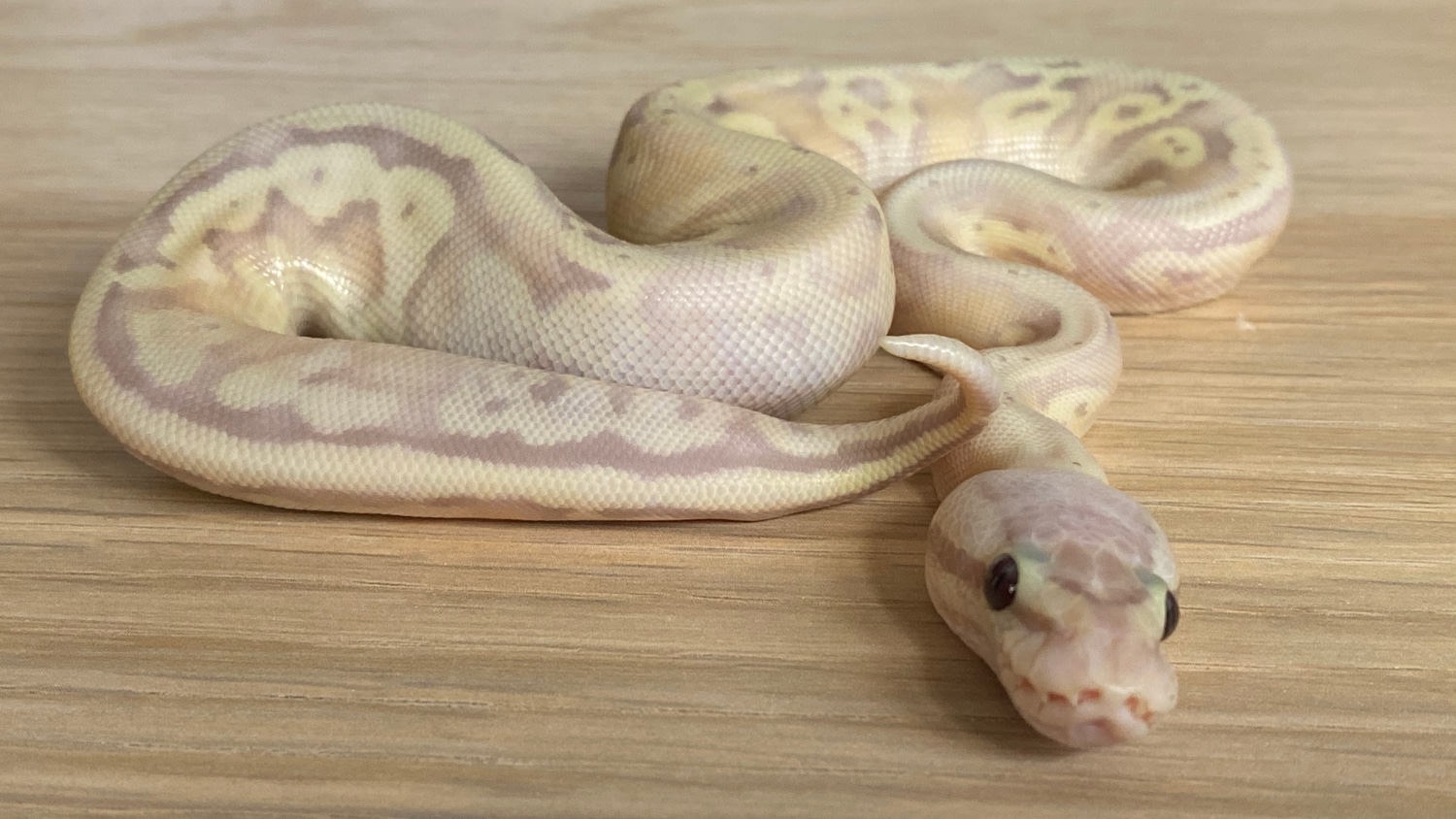 Banana Super Pastel Inferno Fader 50% Het Piebald Ball Python by Jura ...