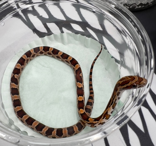Okeetee Corn Snake 2023 by Dean's Noodles