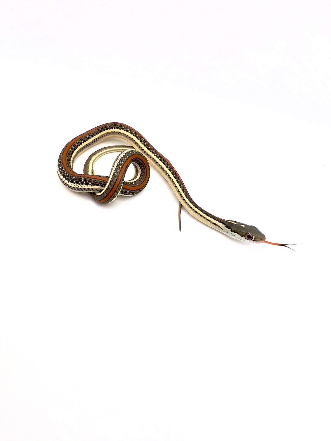 PET ONLY - Kinked Western Ribbon Snakes by Dean's Noodles - MorphMarket
