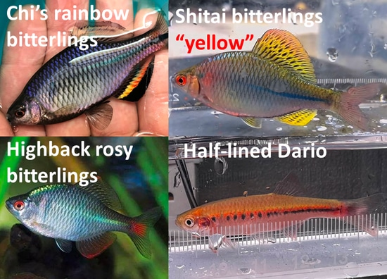 Super Rare Freshwater Bitterlings Barb by Tim’s pets