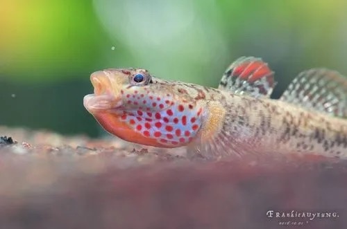 New Red Lipped Goby Gobies & Gudgeons by Tim’s pets