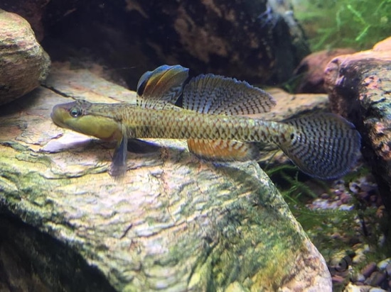 Hi Fin Yellow Lipped Goby Gobies & Gudgeons by Tim’s pets