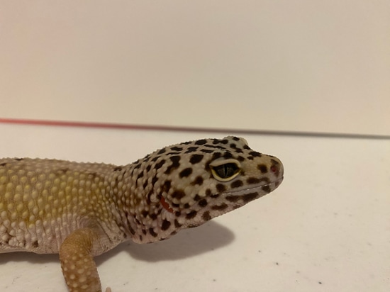 Tremper Morph W/ Snake Eyes Leopard Gecko by MACK Snakes & Reptiles
