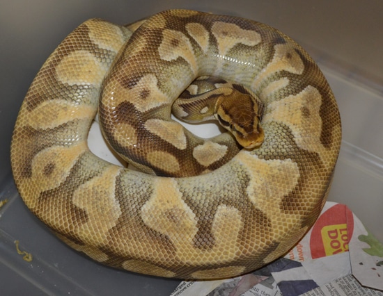 Enchi Mojave Pastel Ball Python by 1gra1 Royals