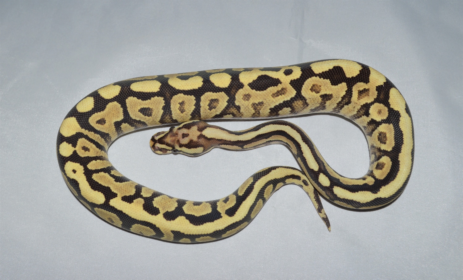 Phantom Fire Spotnose Ball Python by 1gra1 Royals - MorphMarket