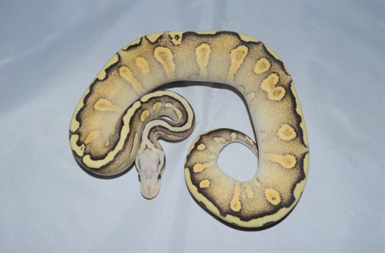 GHI Phantom Firefly Ball Python by 1gra1 Royals