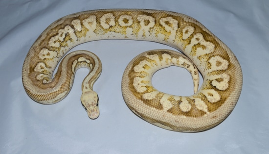 Phantom Spotnose Firefly Male Ball Python by 1gra1 Royals - MorphMarket