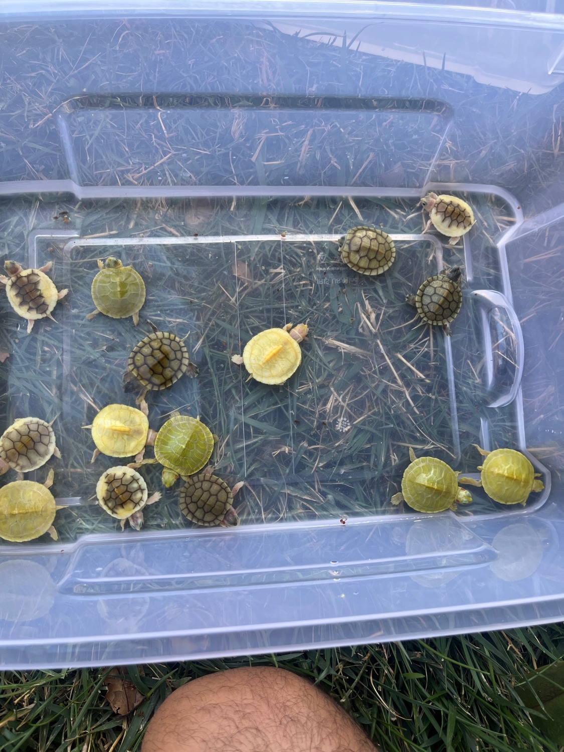 RES Morphs Slider Turtle by Centralvalleyreptiles209 - MorphMarket